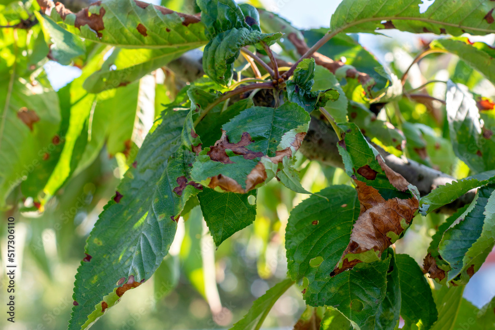 Spots on the leaves of the fruit tree.Cherry leaves affected by acid ...