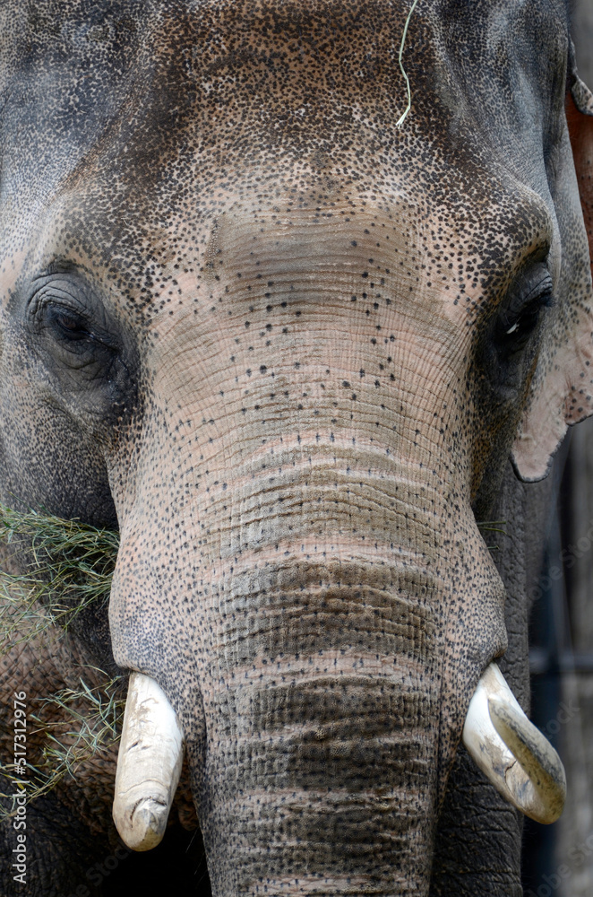 象の顔 Stock Photo | Adobe Stock