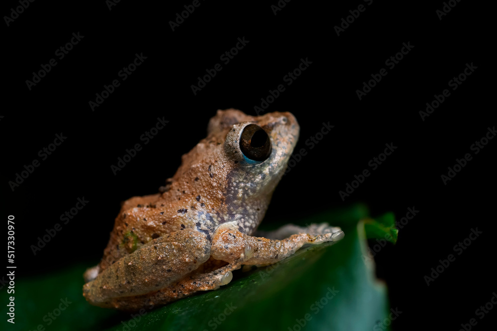 Bush frog. Macro image clicked from Munnar, Kerala, India. a western ...