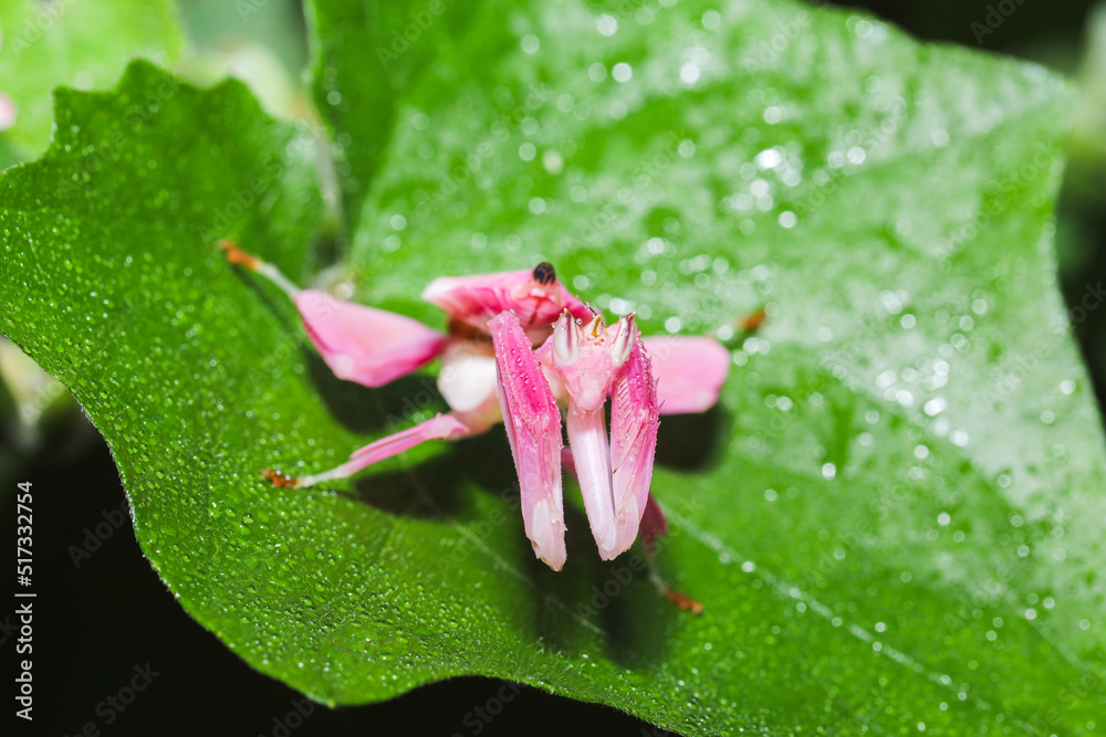 Orchid mantis, Pink orchid mantis, Hymenopus coronatus, Walking flower ...