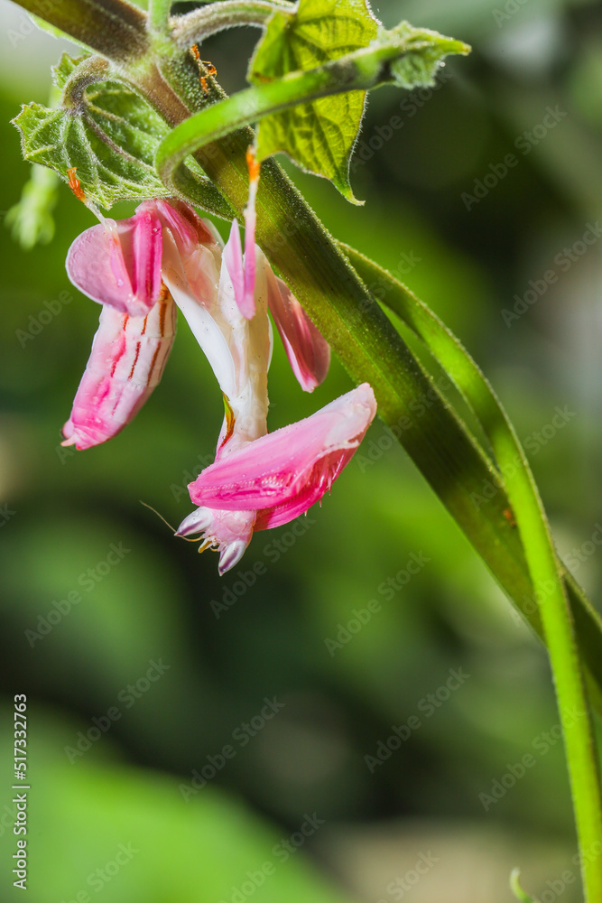 Orchid mantis preying, Pink orchid mantis, Hymenopus coronatus, Walking ...