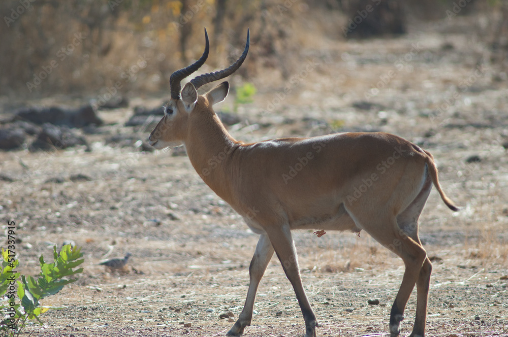 Male Buffon's kob Kobus kob kob. Niokolo Koba National Park ...