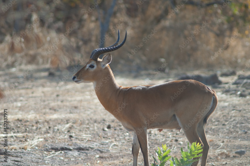 Male Buffon's kob Kobus kob kob. Niokolo Koba National Park ...