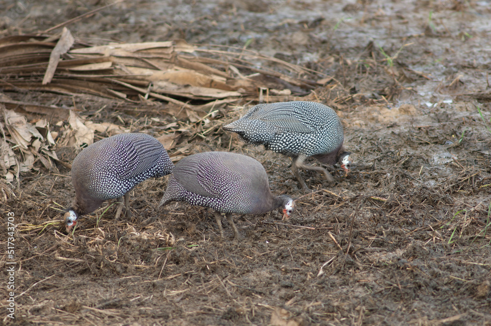 West African Guineafowl Numida Meleagris Galeatus Searching For Food Niokolo Koba National Park