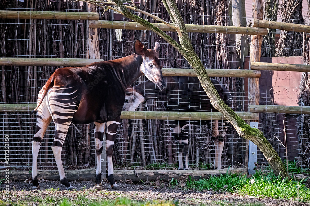 Okapi ( Okapia johnstoni ). Stock Photo | Adobe Stock