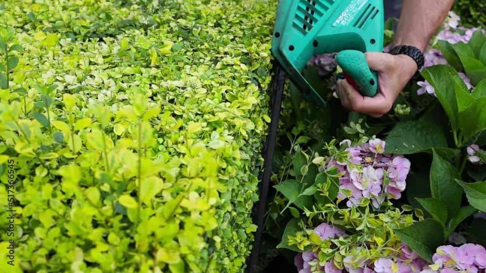 gardener cuts the branches of an overgrown hedge of a privet plant with ...