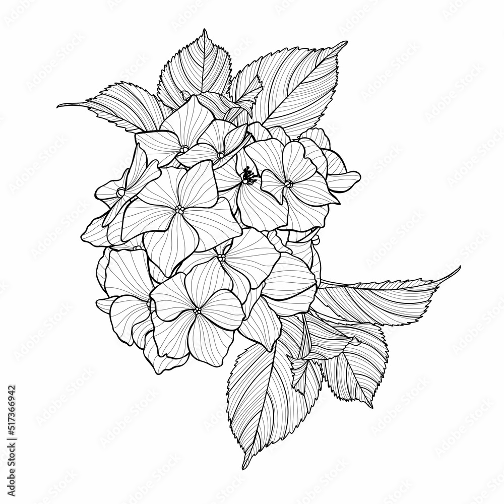 Hydrangea graphic illustration in vintage style. Flowers drawing and ...