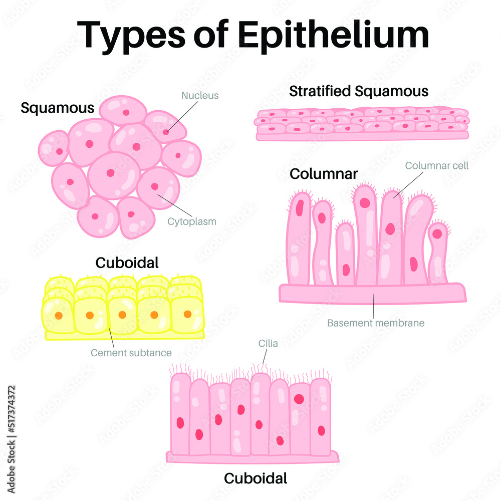 Poster Type of epithelium : squamous, columnar, and cuboidal – Wall Art ...