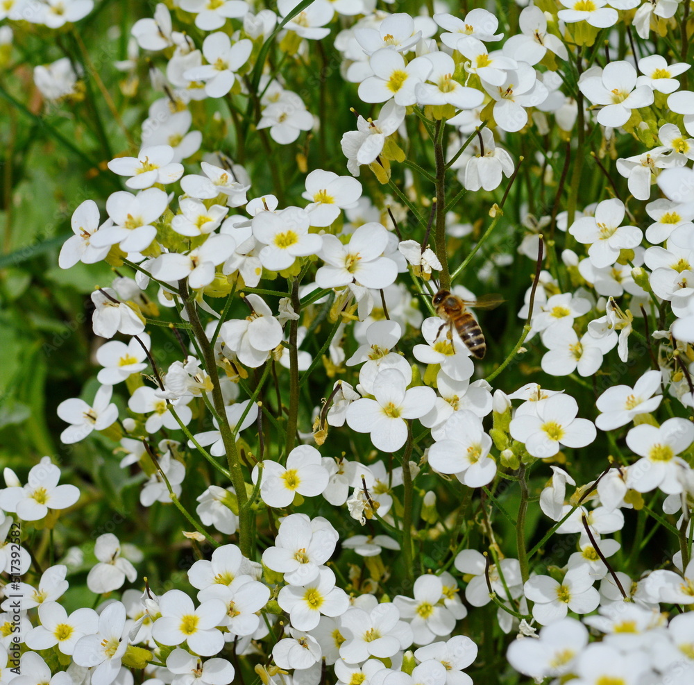 Petite snow white flowers of Lobularia maritima Alyssum maritimum ...