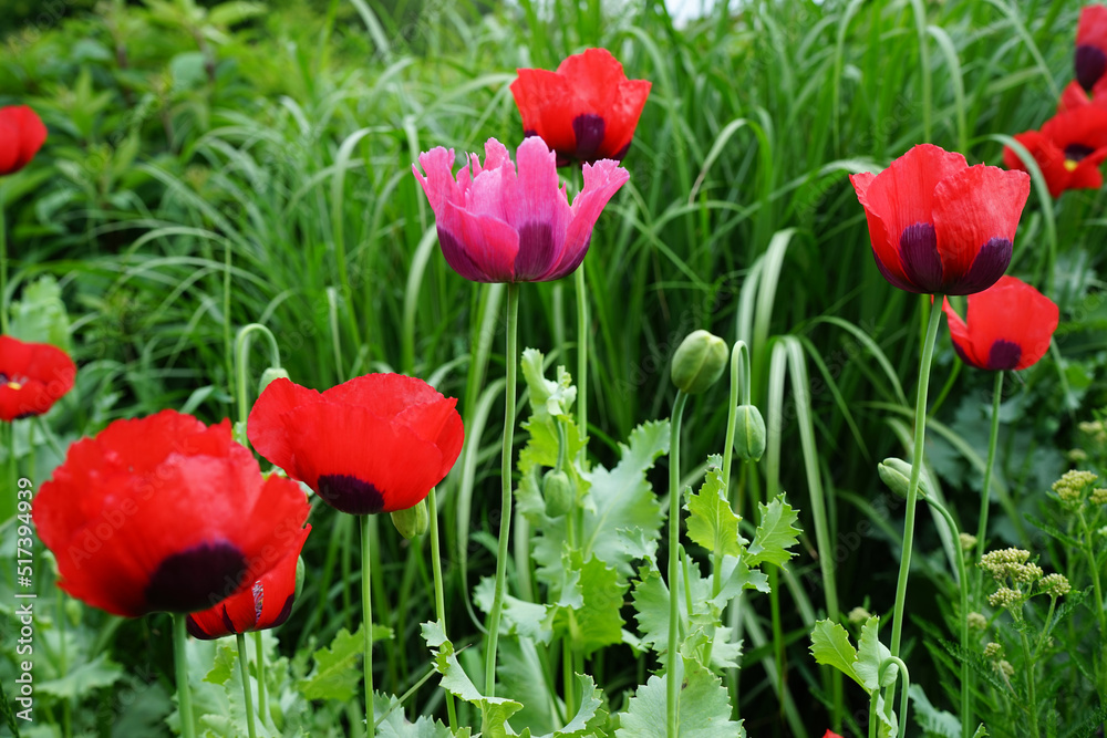Red and pink Papaver somniferum, Opium poppy or Breadseed poppy flowers ...