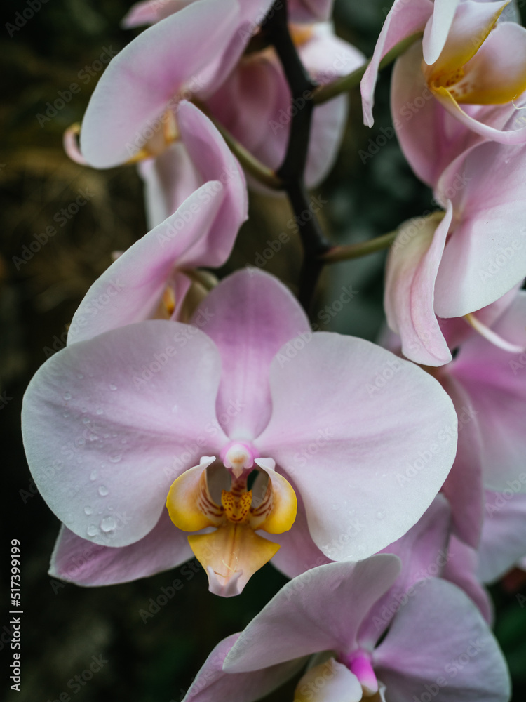 Phalaenopsis sanderiana is an orchid in the genus Phalaenopsis that is ...