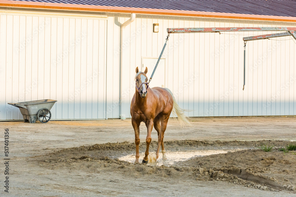 A Palamino quarter horse on a mechanical walker at a racetrack walking ...