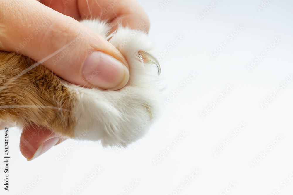 Very long, overgrown claws of a cat. pet care at home and in a grooming ...