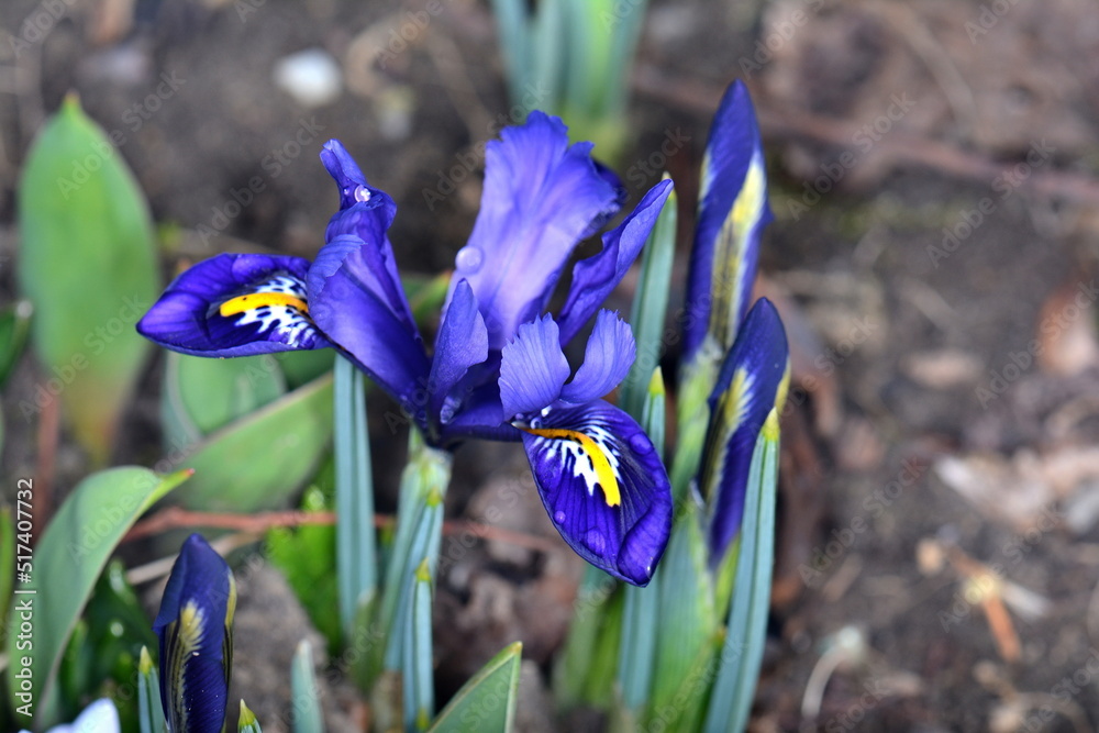 Iris unguicularis a rhizomatous flowering plant in the genus Iris. Iris ...