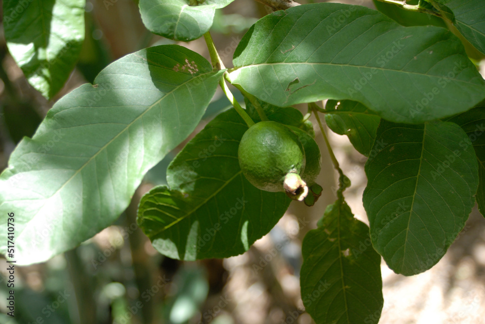 Guayaba orgánica con vitamina c para combatir las enfermedades de las ...