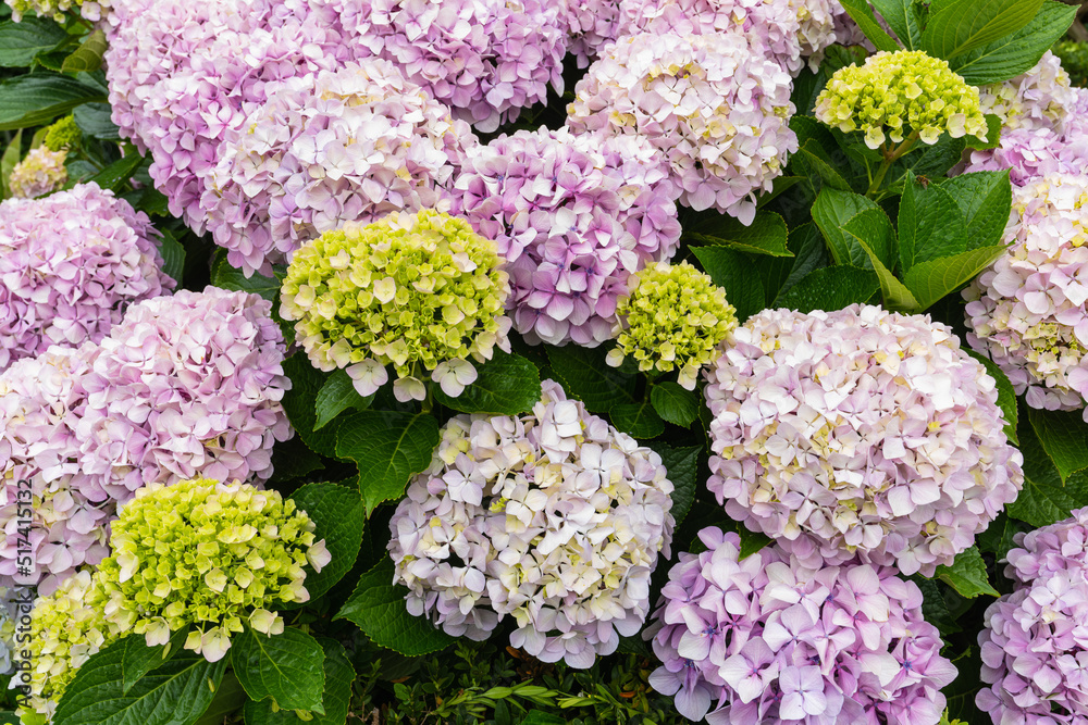 Hydrangea. Decorative hydrangeas with pink flowers in full bloom. Stock ...
