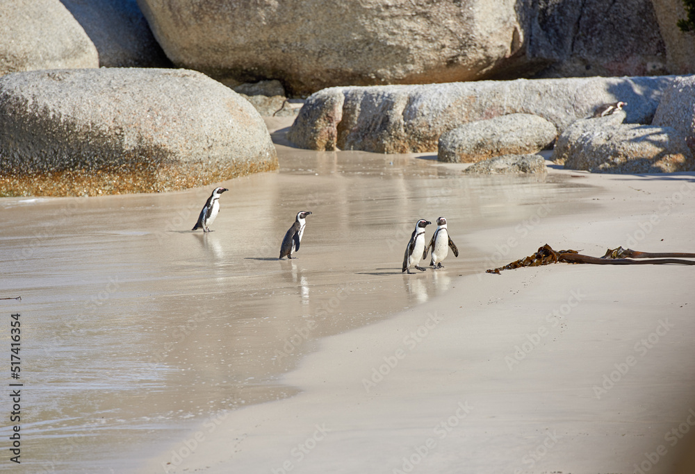 Group of penguins in shallow sea water with copy space. Landscape of a ...
