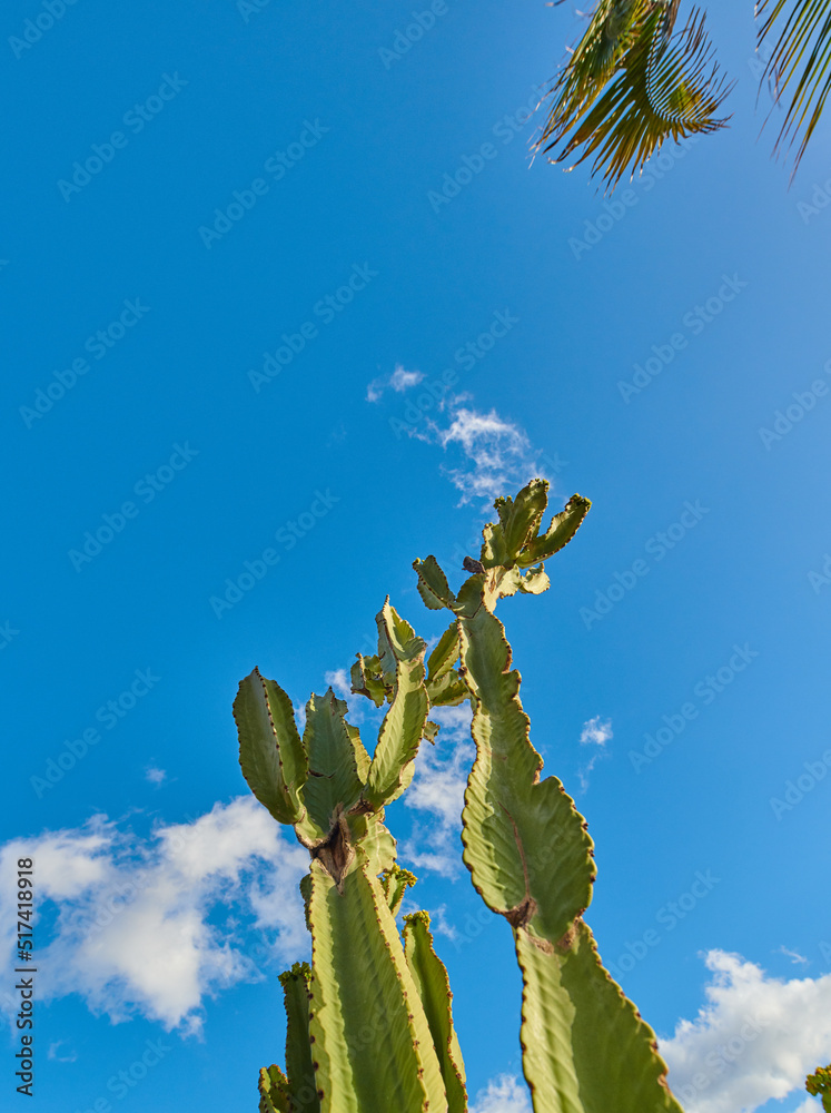 Green succulent cactus plants growing against blue sky with clouds and ...