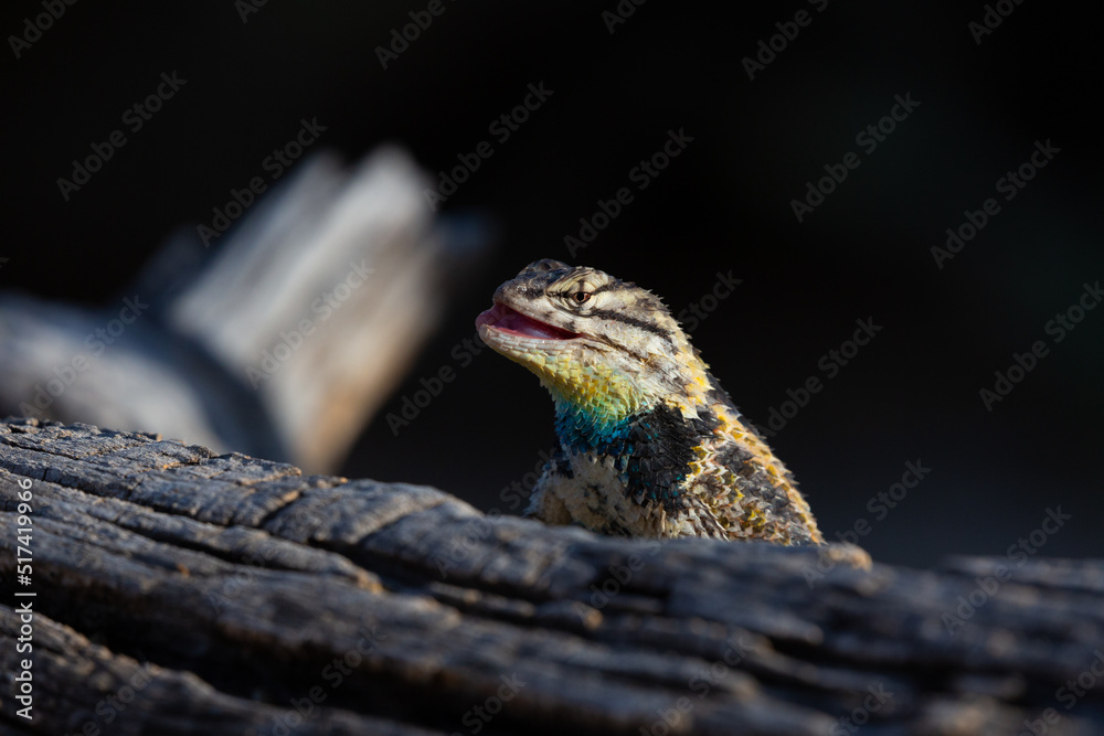 An adult male desert spiny lizard, Sceloporus magister, on a dead log ...