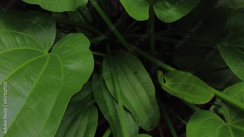 Echinodorus cordifolius, the spade-leaf sword or creeping burhead ...