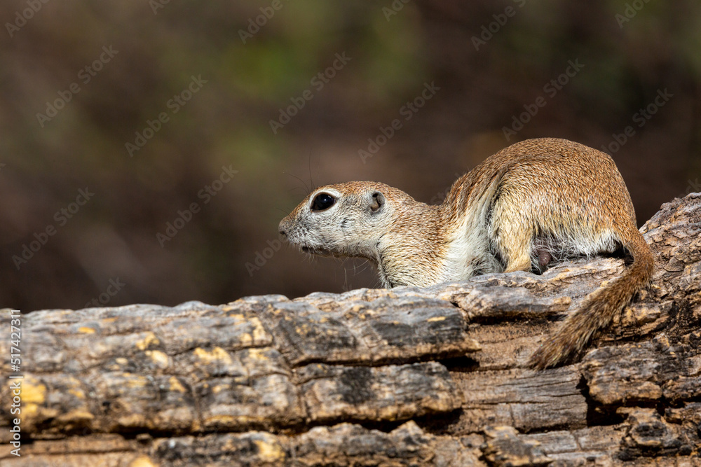 Foto de Round tailed ground squirrel, xerospermophilus tereticaudus, in ...