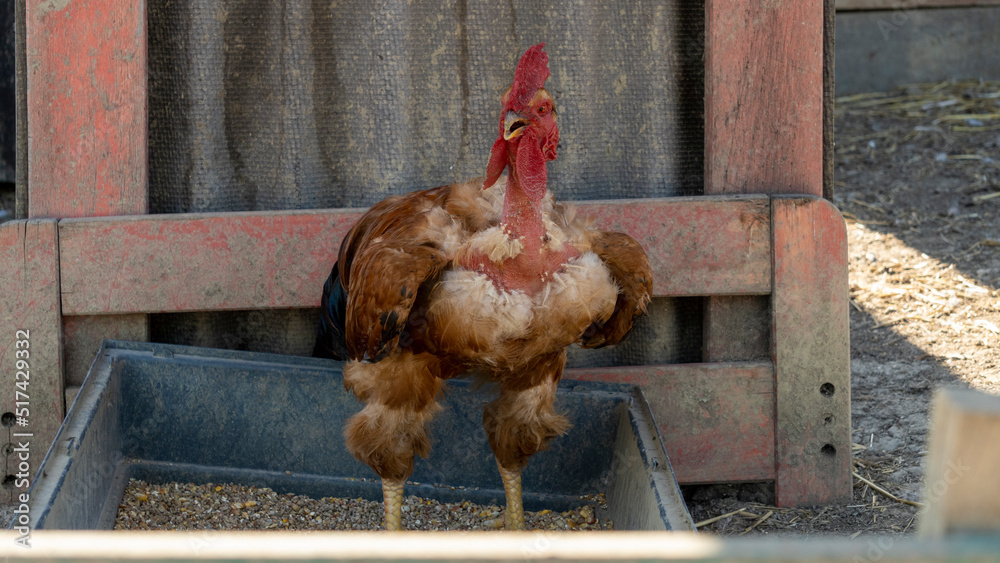 Portrait of a rooster in a litter with seeds, sheltered from the sun ...