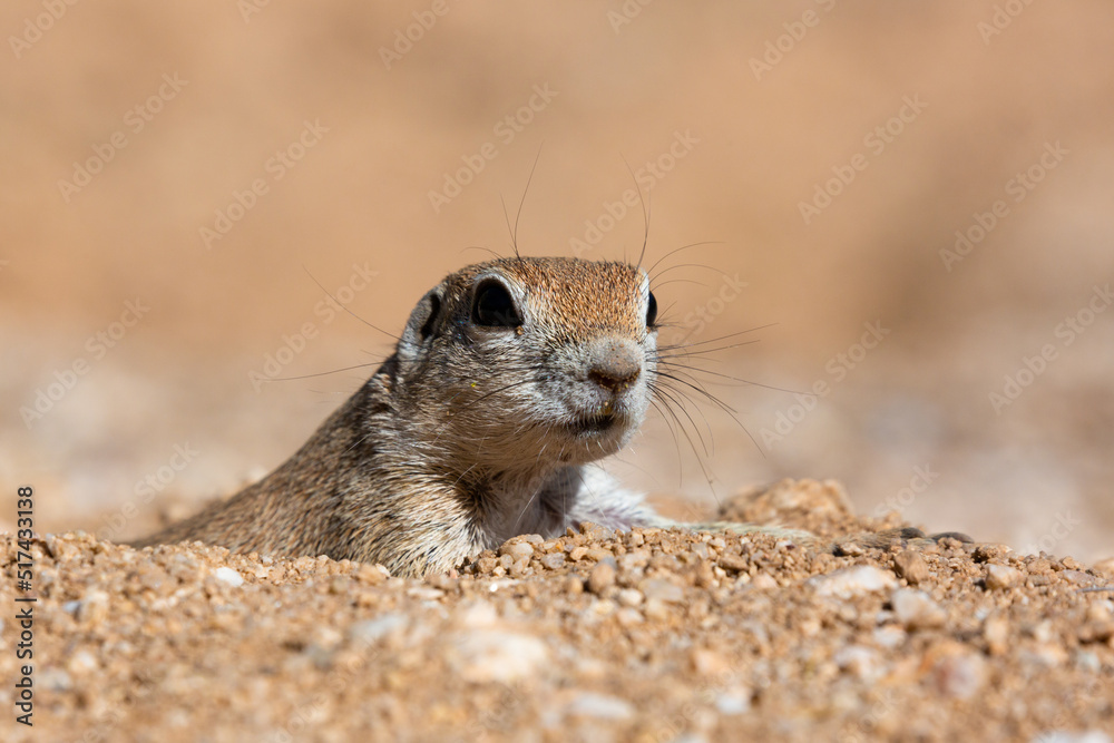 A female round tailed ground squirrel, Xerospermophilus tereticaudus. A ...