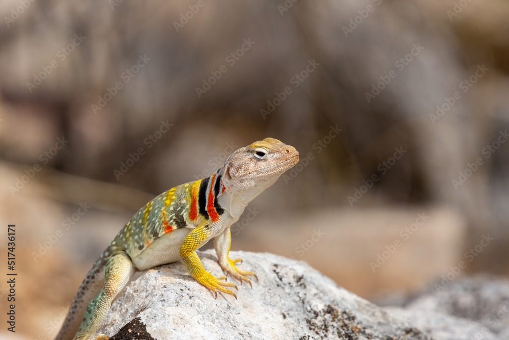 Collared lizard, Crotaphytus collaris, basking on a boulder in the ...