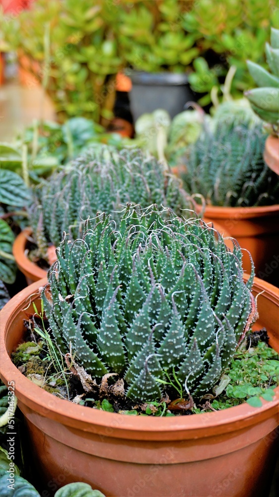 Beautiful Aloe aristata also known as Lace aloe, Torchplant, Guinea ...