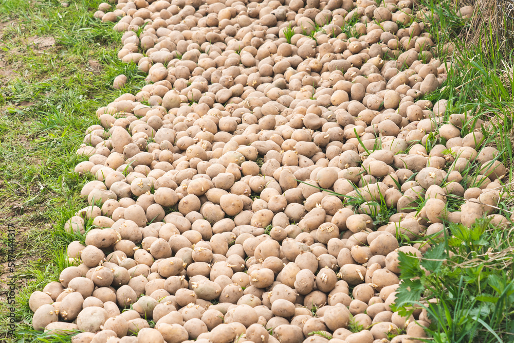 food waste on a compost heap, Household waste for composting fruits and ...