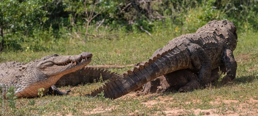 crocodiles in the wild; crcodiles fighting in the wild; two crocodiles ...