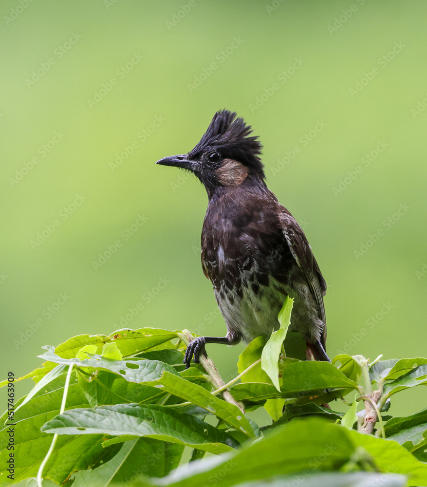 The red-vented bulbul is a member of the bulbul family of passerines ...