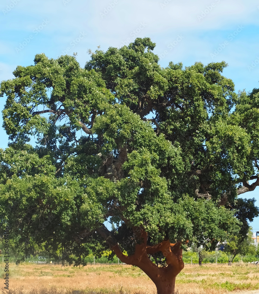 Fotka „Beautiful cork oak tree used for the production of cork in the ...