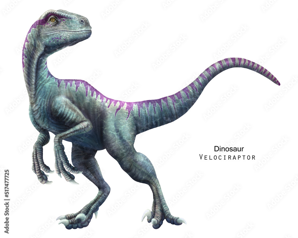 Velociraptor illustration. Dinosaur of Cretaceous Period. Predator ...