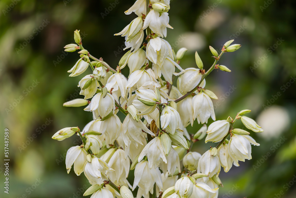 Yucca. flowering plant Yucca filamentosa native to the southeastern ...