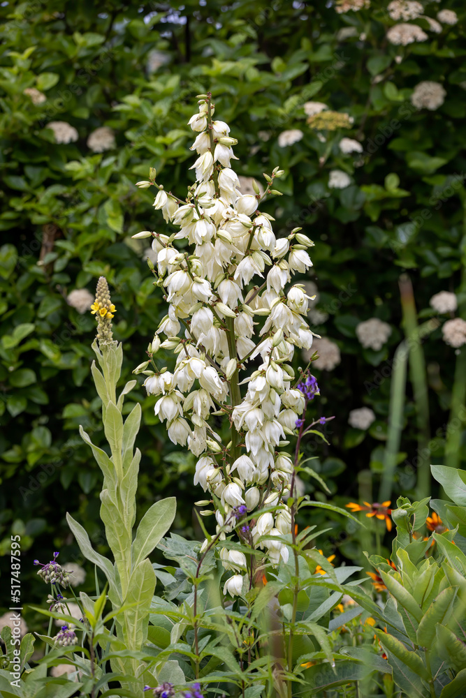 Yucca. flowering plant Yucca filamentosa native to the southeastern ...
