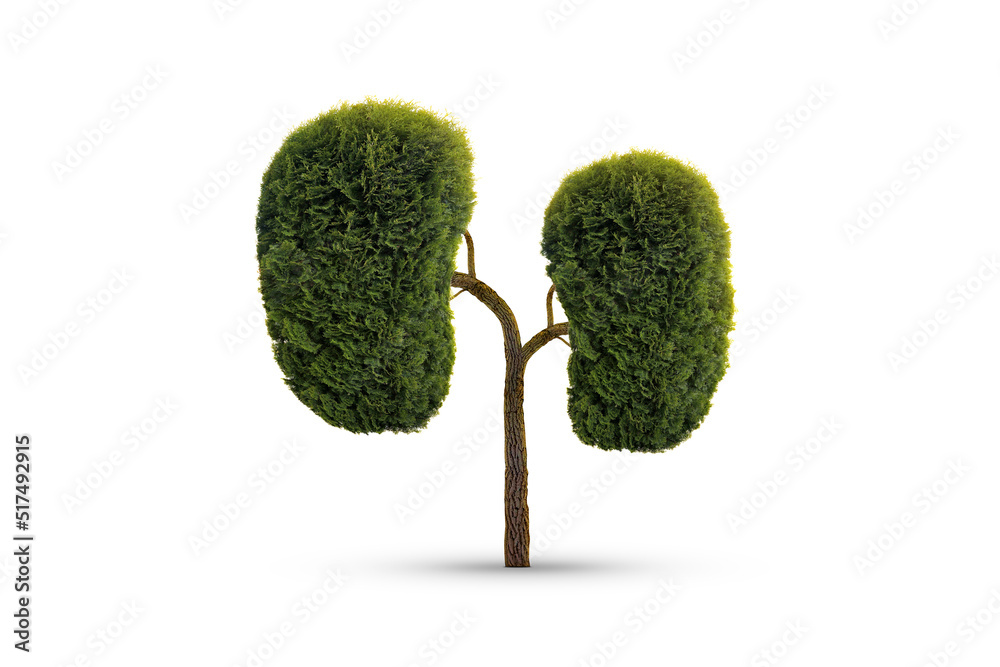 Human kidneys model made of trees with green leaves on white background ...