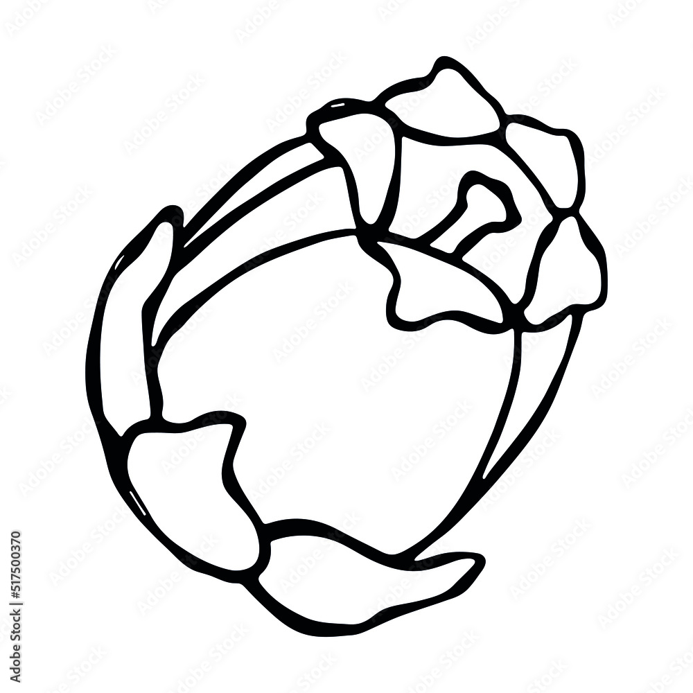 Vector blueberry flower clipart. Hand drawn blossom illustration. For ...