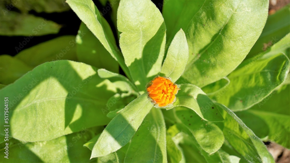 Beautiful flowers of Calendula officinalis in nursery Garden. Also ...