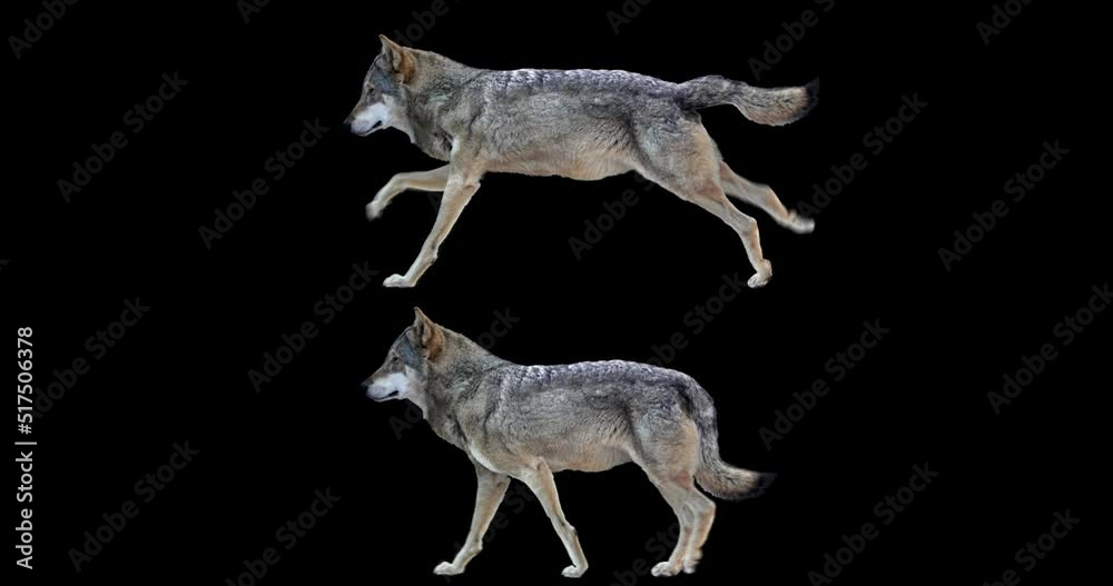 Set of wolf walking and running realistic animation. Isolated animal ...