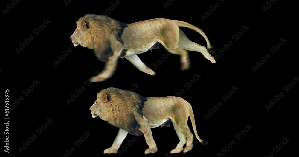 Vidéo Stock Set of lion walking and running realistic animation. An ...