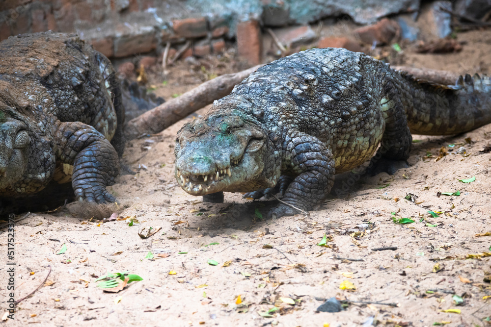 Two crocodiles walking side by side Stock Photo | Adobe Stock