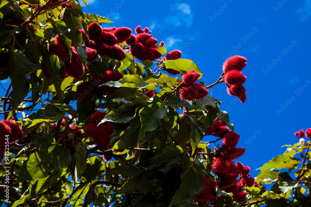 Tree of achiote against a blue sky. The scientific name of this shrub ...