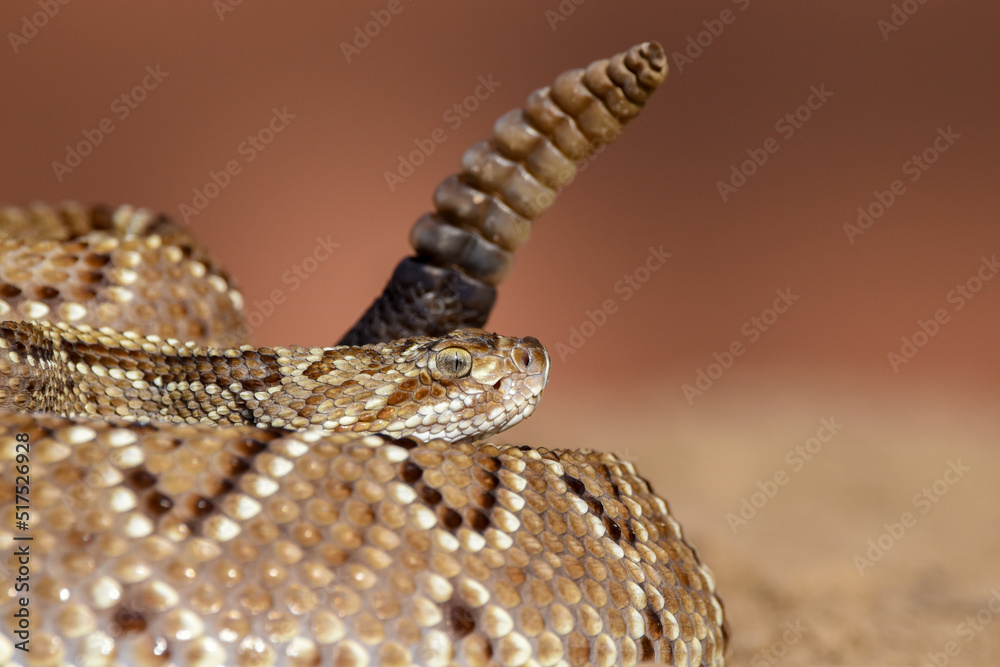 Crotalus in the wild Stock Photo | Adobe Stock