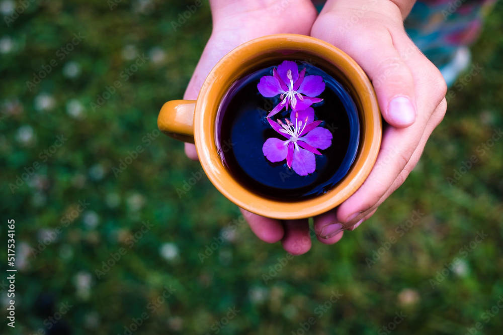 Ivan tea or chai. Herbal tea from fireweed flowers in a cup on natural ...