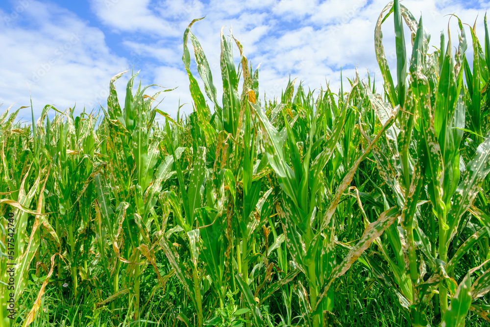 Corn plants wilting and dead after wrong applying herbicide in ...