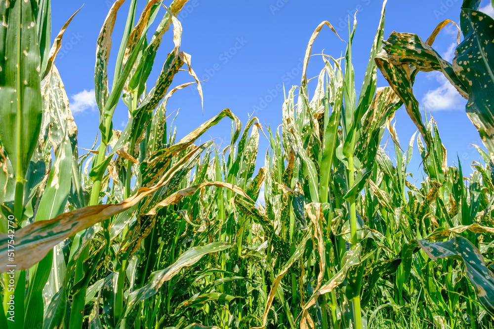 Corn plants wilting and dead after wrong applying herbicide in ...