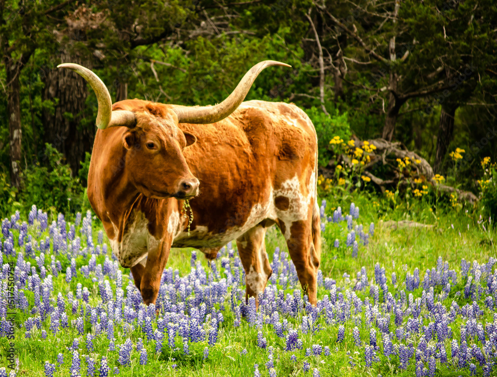 longhorn 5 Stock Photo | Adobe Stock