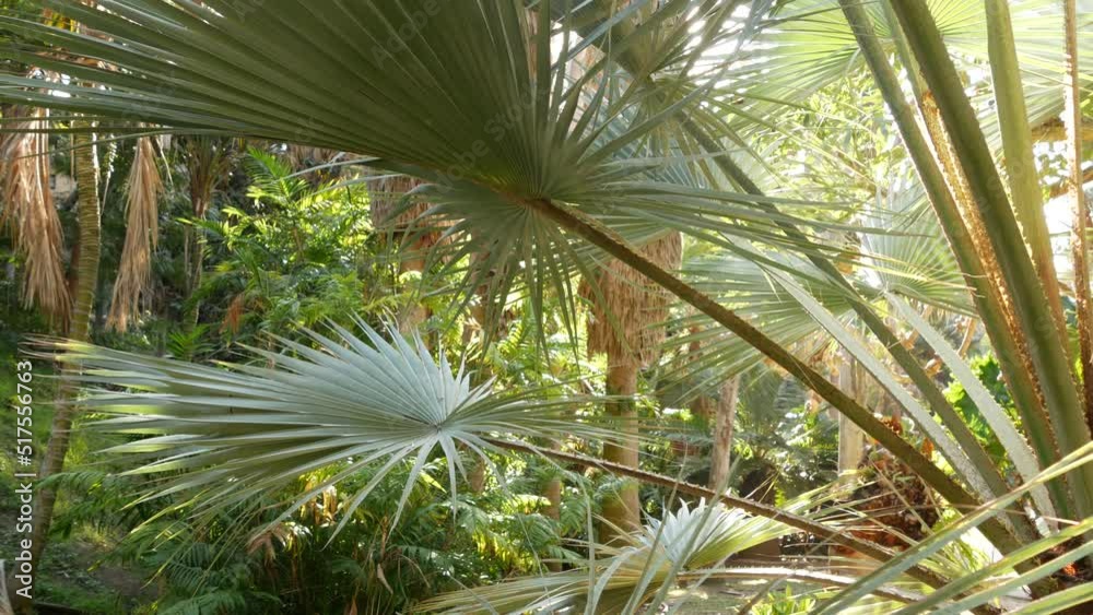 Juicy lush foliage of tropical trees in sunny jungle forest or exotic ...