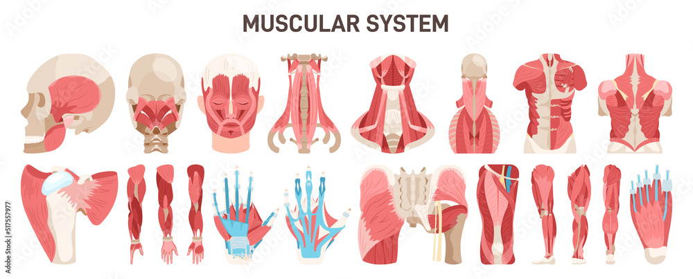 Poster Human muscular system. Structure of muscle group, front side ...